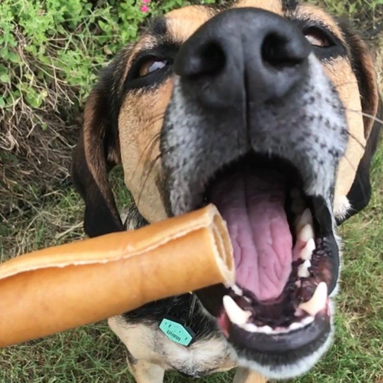 Long-Lasting Air-Dried Beef Hide for Dogs | Homescape Pets