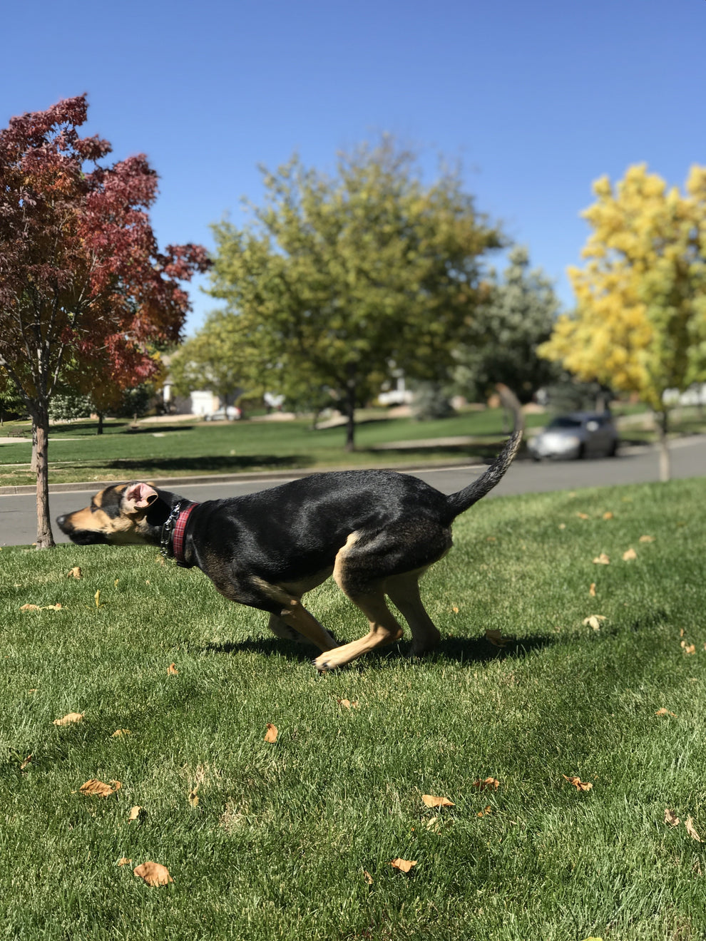 Green Lipped Mussel Mobility Pet Joint Supplement | Homescape Pets